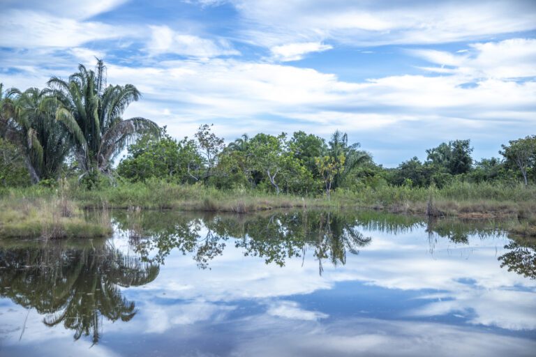 Turtle Survival Alliance | We Protect Turtles