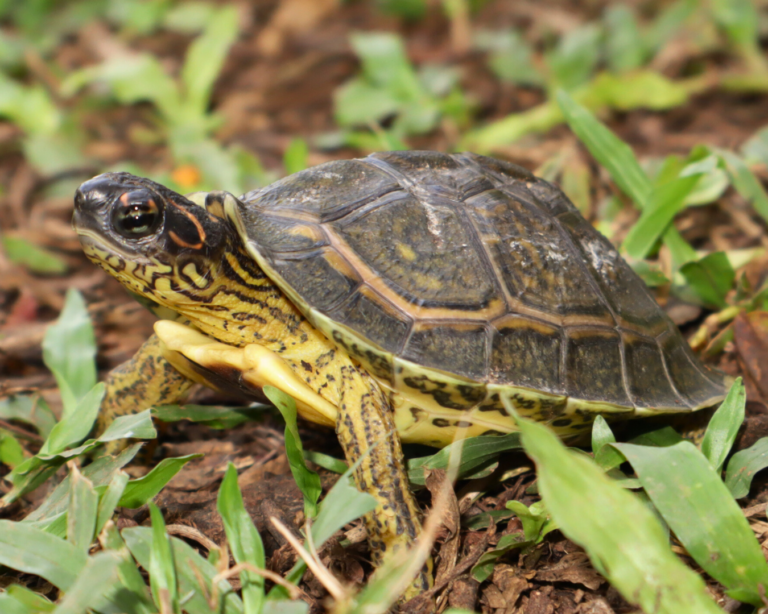 Species Spotlight: Furrowed Wood Turtle - Turtle Survival Alliance