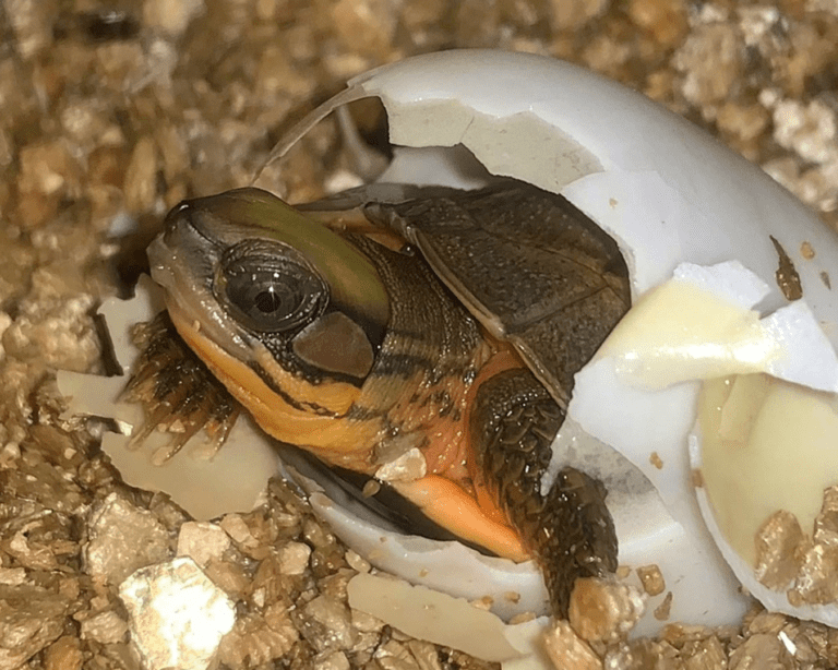 Species Spotlight: Chinese Three-striped Box Turtle - Turtle Survival ...