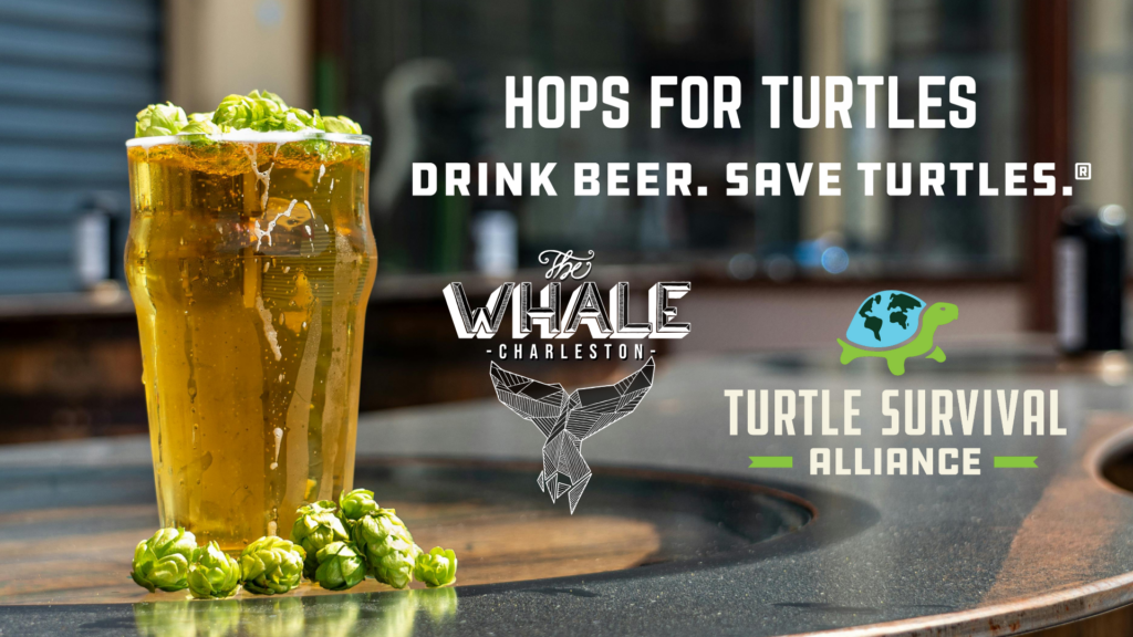 Hops for Turtles: A Drink Beer. Save Turtles.® Event at The Whale ...