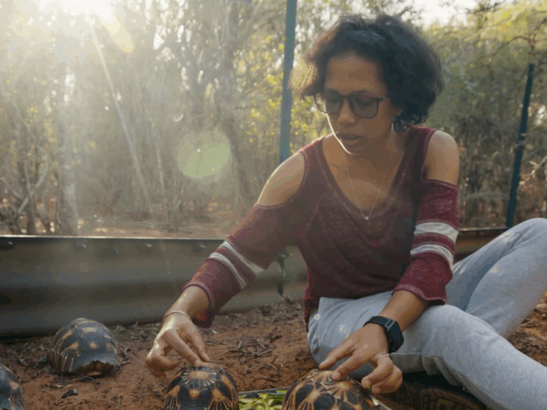 PBS Nature Feature: The Slowest Stampede on Earth - Turtle Survival ...