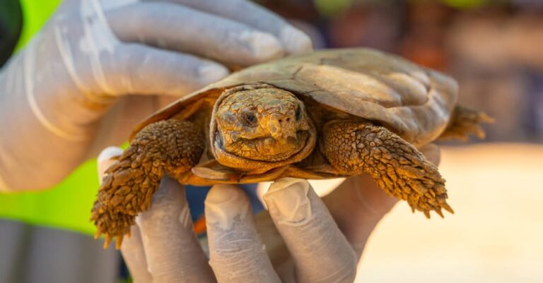 A Second Chance for a Forgotten Species: Kenya’s Plan to Save the ...