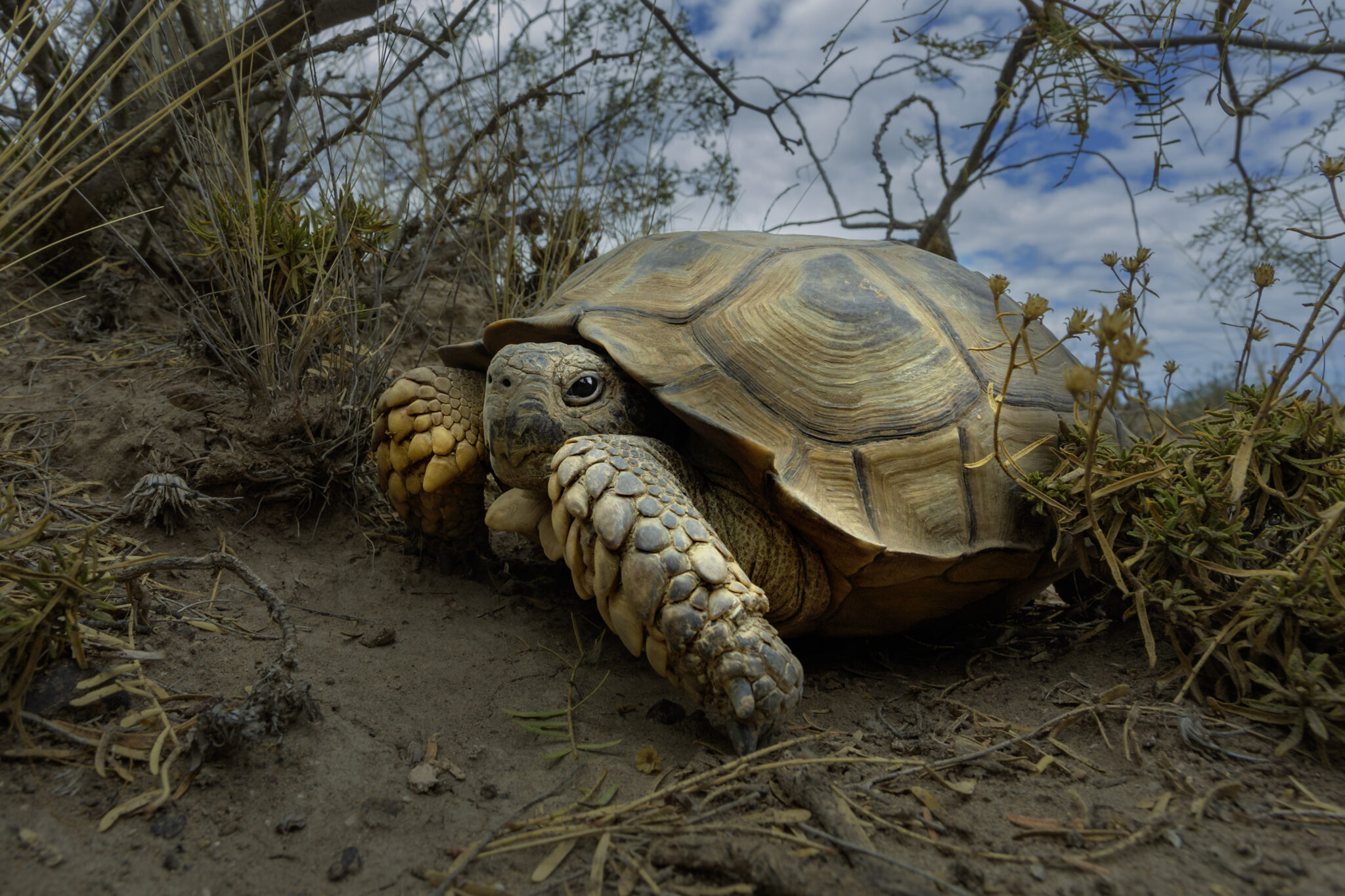 Species – Turtle Survival Alliance