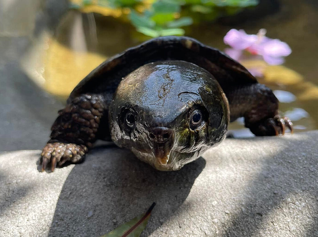 Species – Turtle Survival Alliance
