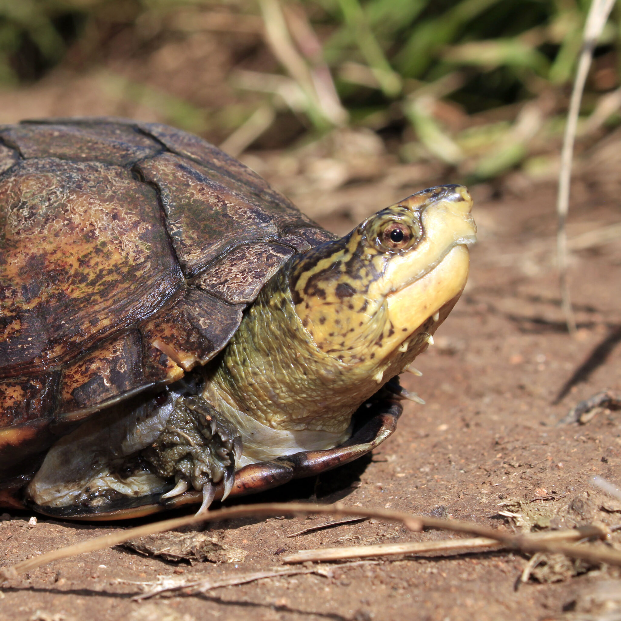 Species – Turtle Survival Alliance