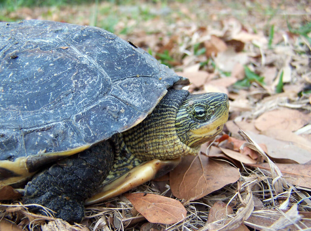 Species – Turtle Survival Alliance