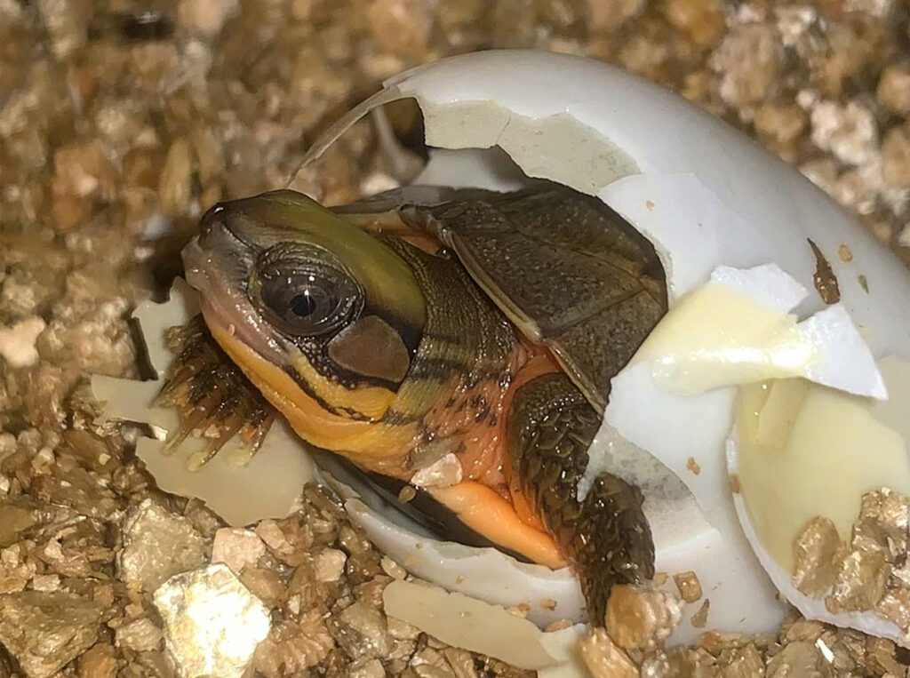 Species – Turtle Survival Alliance