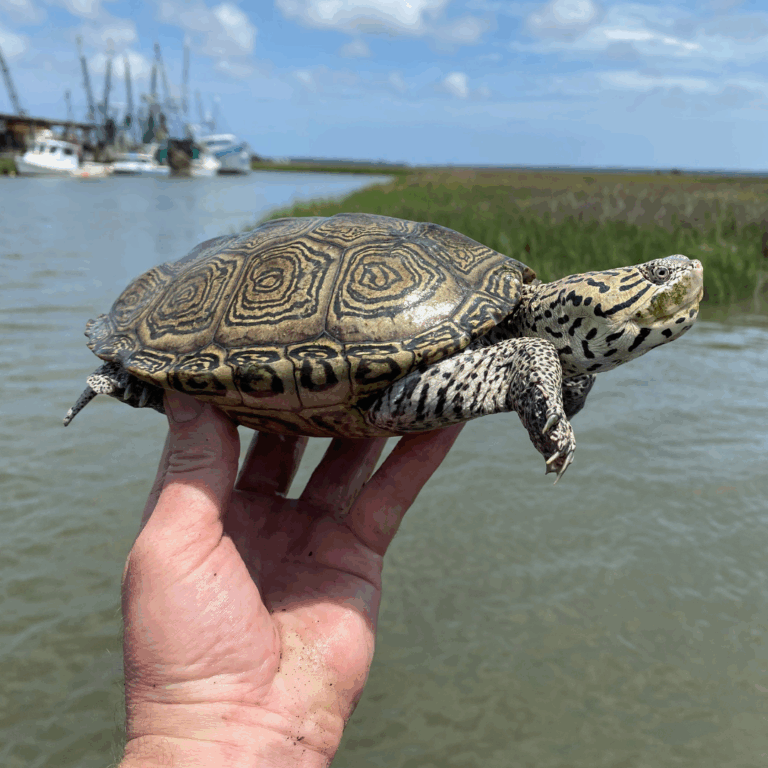 Species – Turtle Survival Alliance