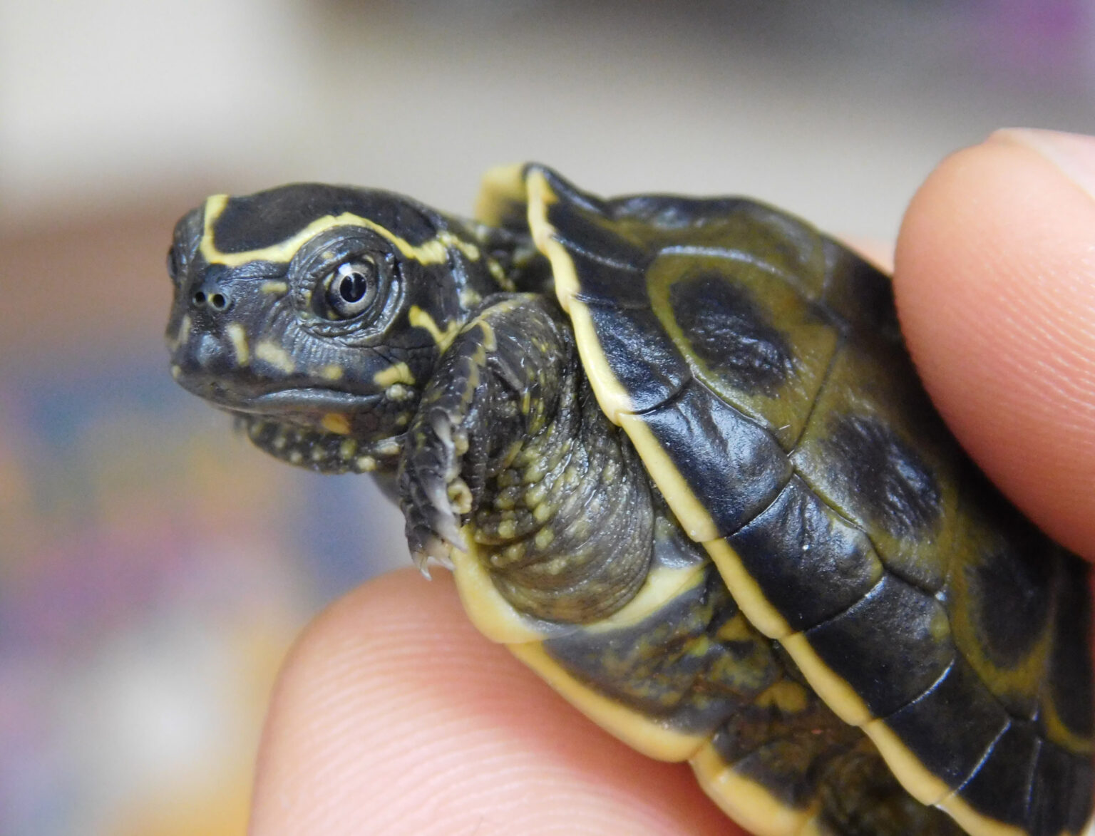 Species – Turtle Survival Alliance