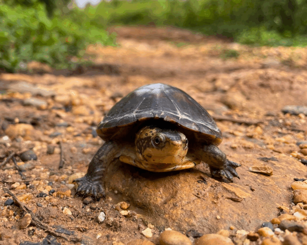 Supporting Critical Genetic Conservation Work for Central American ...