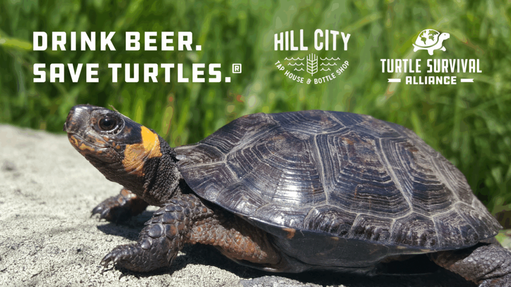 Drink Beer. Save Turtles.® with Puget Sound AAZK at Hill City Tap House ...