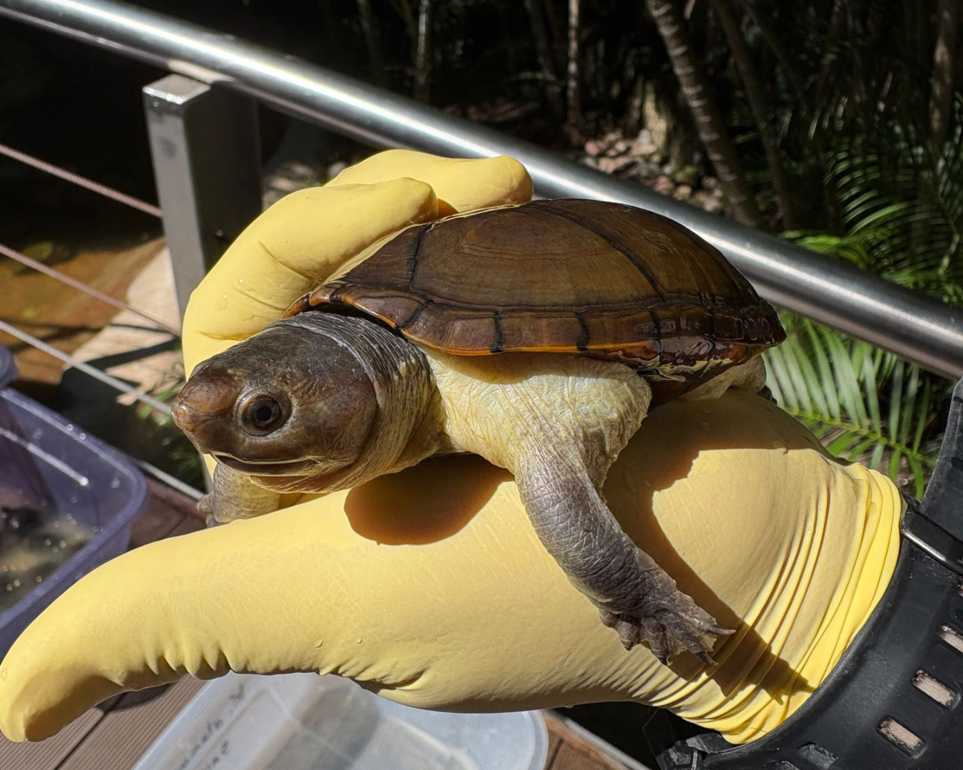 Over 2,000 Wild Turtles Seized in Mexico; Conservationists Race to Save ...