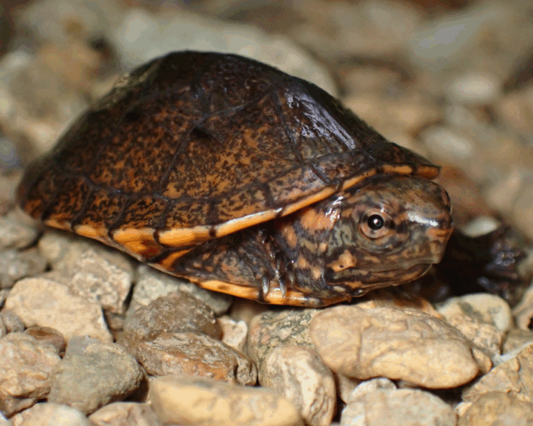 Hicatee Awareness Month Species Spotlight: Atlantic Red-cheeked Mud ...
