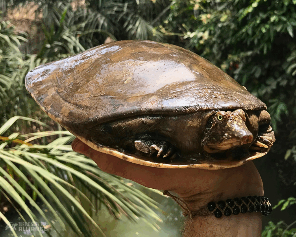 New Project Announcement: Preserving Biodiversity in Burkina Faso and ...