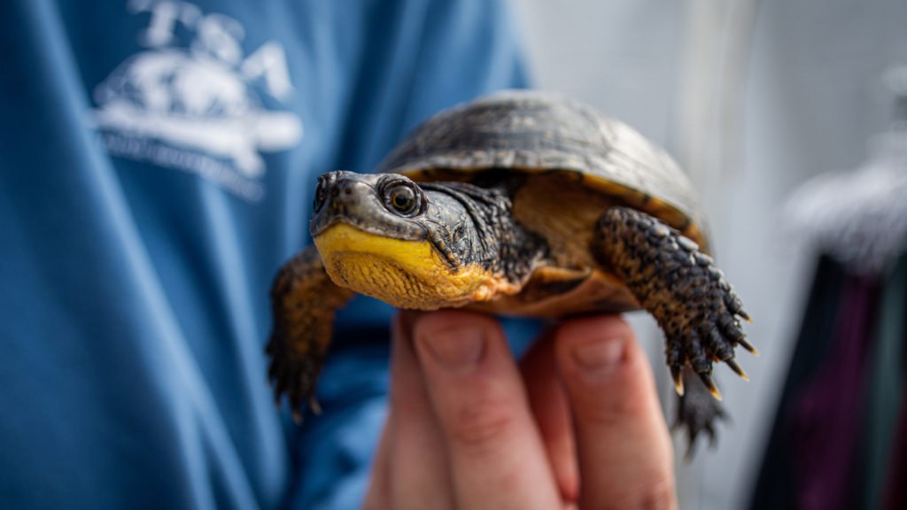 Southeastern Wildlife Exposition (SEWE) 2026 - Turtle Survival Alliance